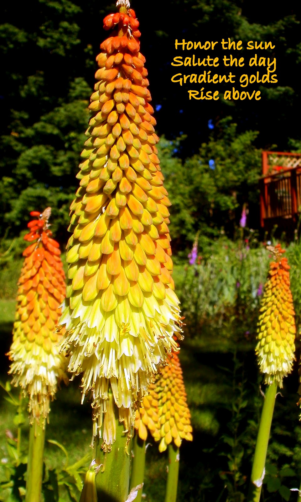 SMFairytales: Torch Lily