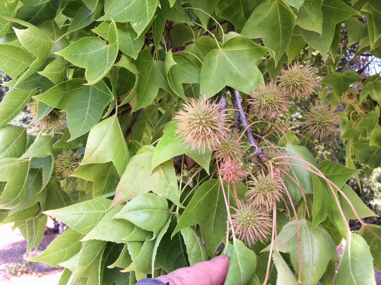 Trees of Santa Cruz County: Liquidambar formosana - Chinese or Formosan ...