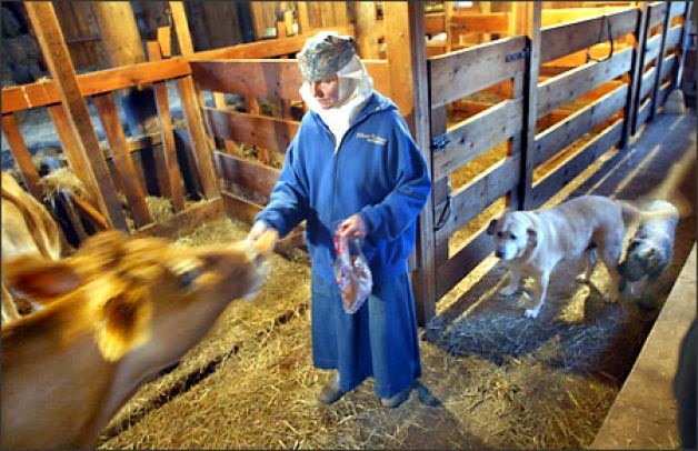 island life- in a monastery: THANKSGIVING: CHEESE NUN- WEST COAST STYLE