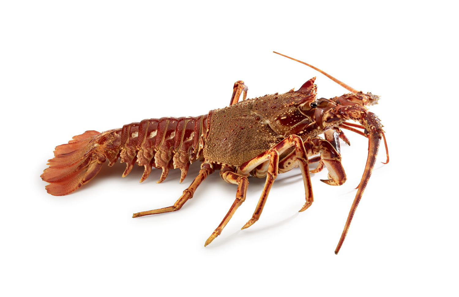 María Cebrián: 13 datos increíbles, pero ciertos