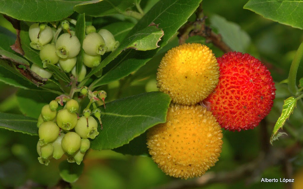 naturaleza en asturias: Los raros frutos y flores otoñales