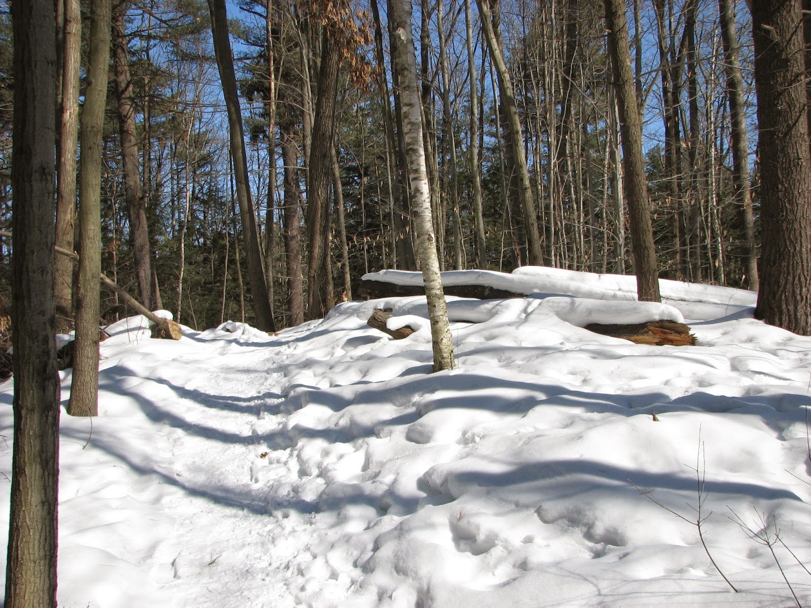 South Burlington, Vermont Nature Trails - UVM Centennial Woods Natural ...