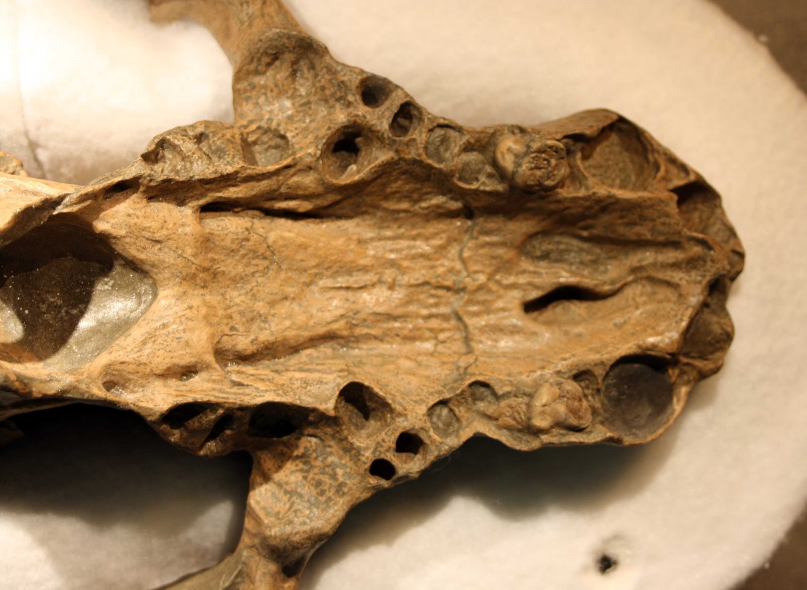 The Coastal Paleontologist: US Research trip part 5: fossil pinniped ...