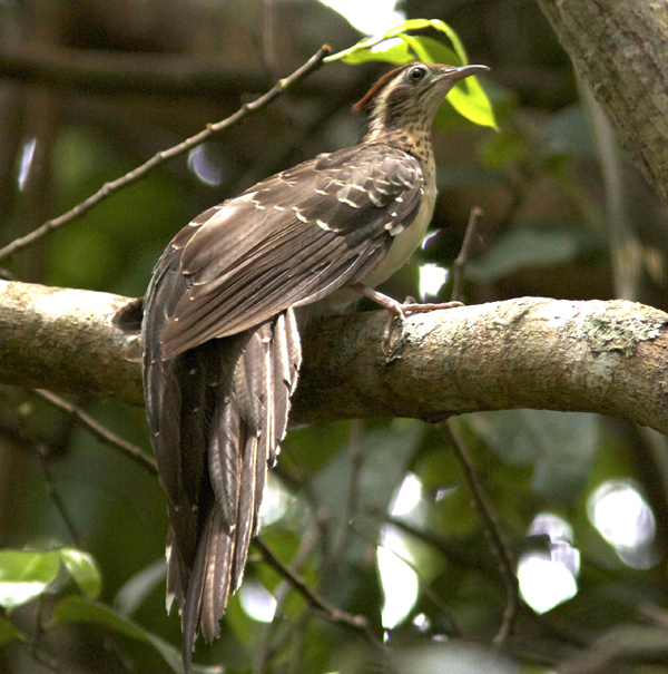 Bellas Aves de El Salvador: Dromococcyx phasianellus (cuco faisán, tres ...