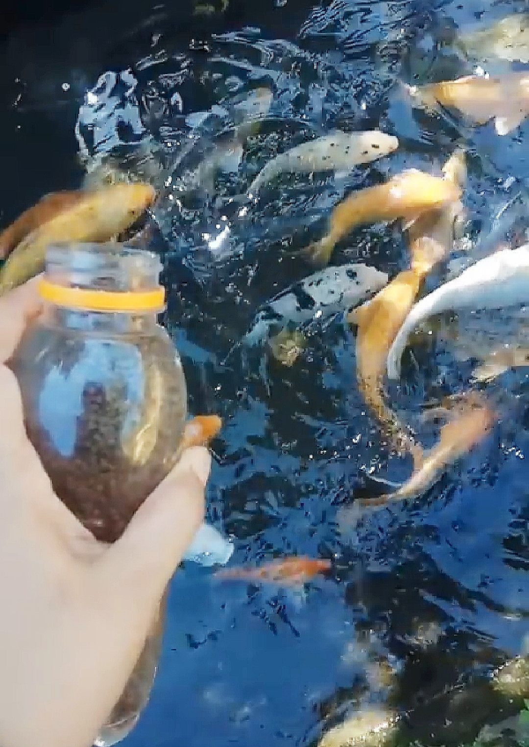 Di Kampung Ikan Kluncing Ada Ikan Warna Warni Dipelihara Dalam Parit Yang Jernih Seperti Di Jepang