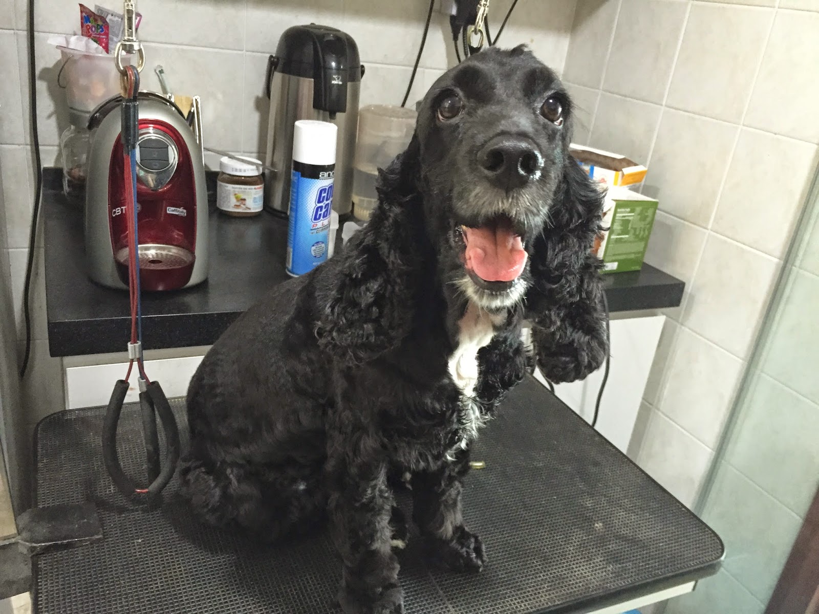 English Cocker Spaniel - Sarah | Mobile Dog Stylists - Pet Grooming ...