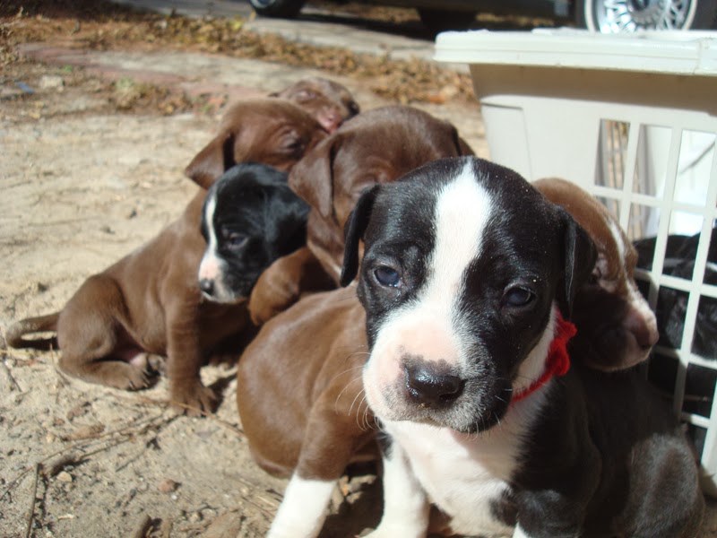 Raising Toot and Roxy: Listed our puppies on craigslist