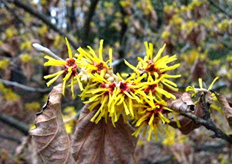 1003 Gardens: Hamamelis x intemedia 'Ruby Glow' and Hamamelis mollis ...
