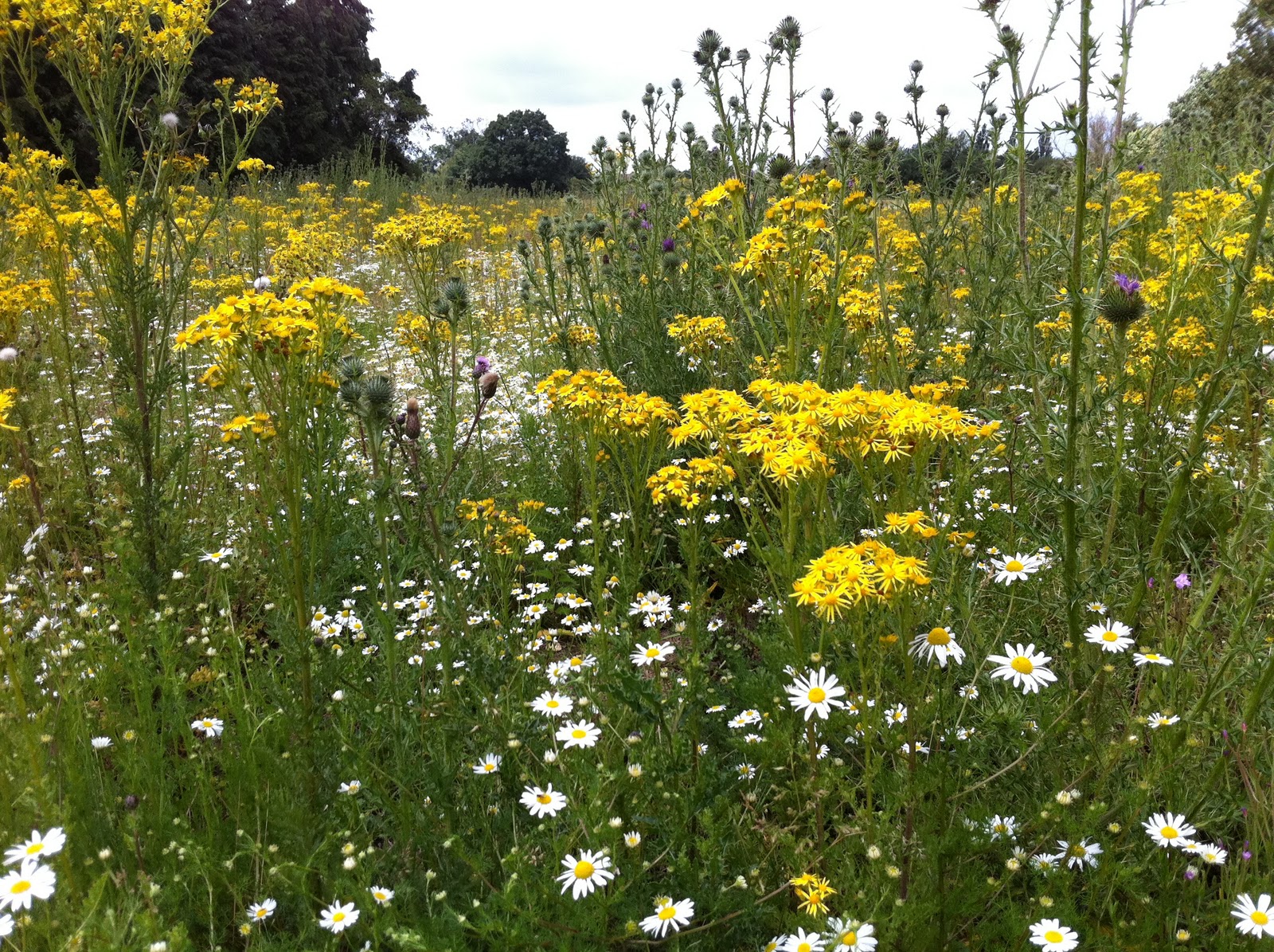 Sue's Musings: Poppies - tenacious plants!