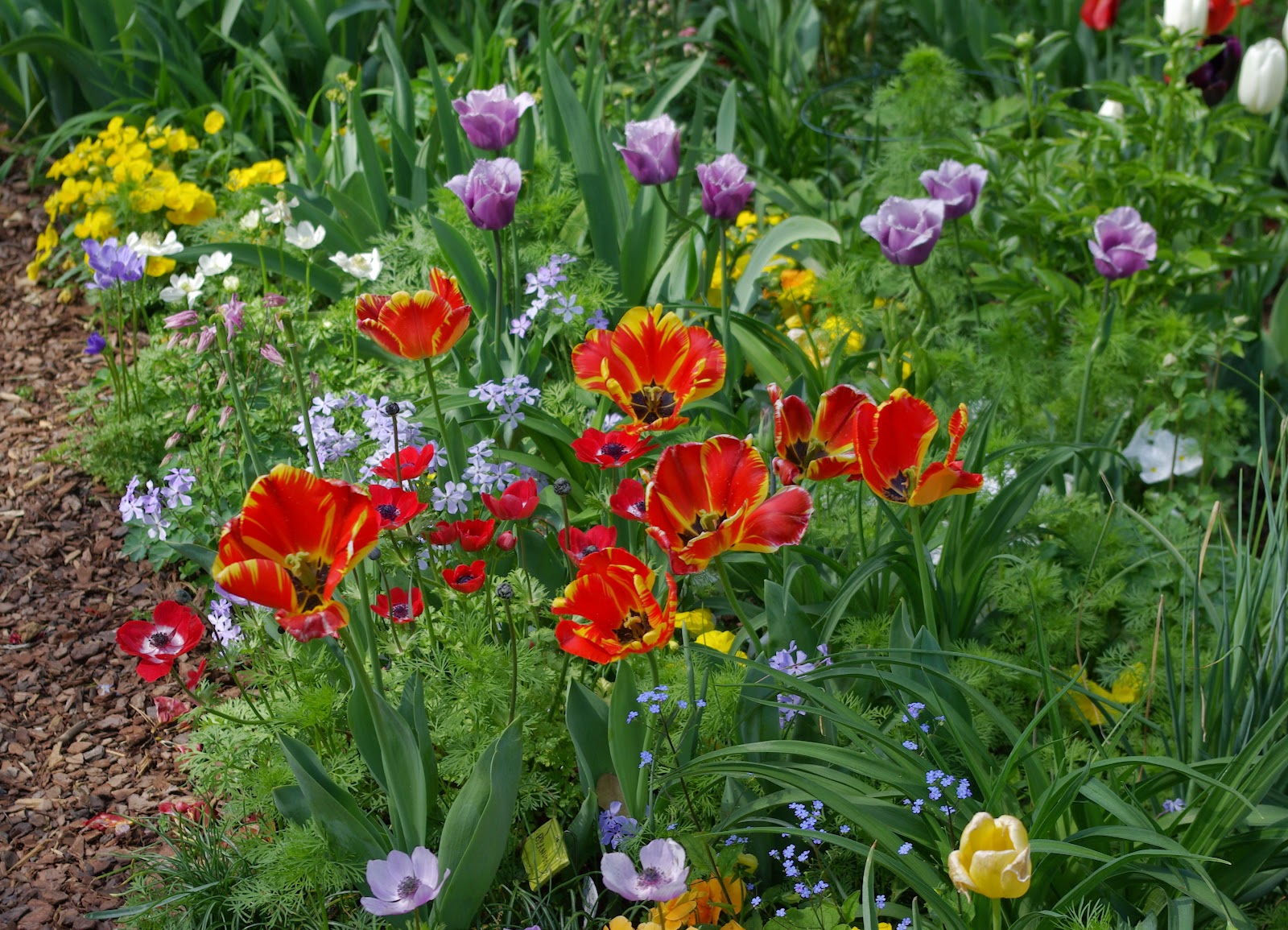 sweetbay: Coker Arboretum and Sisters' Garden, on a sunny day