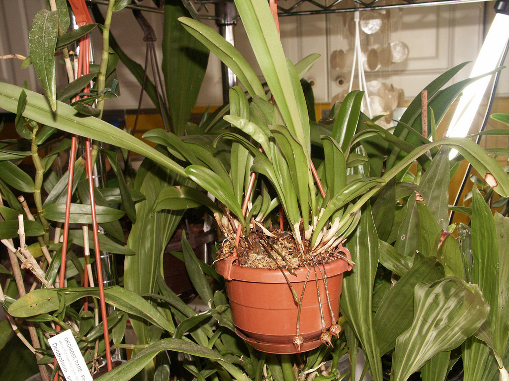 Dracula mopsus care and culture | Travaldo's blog