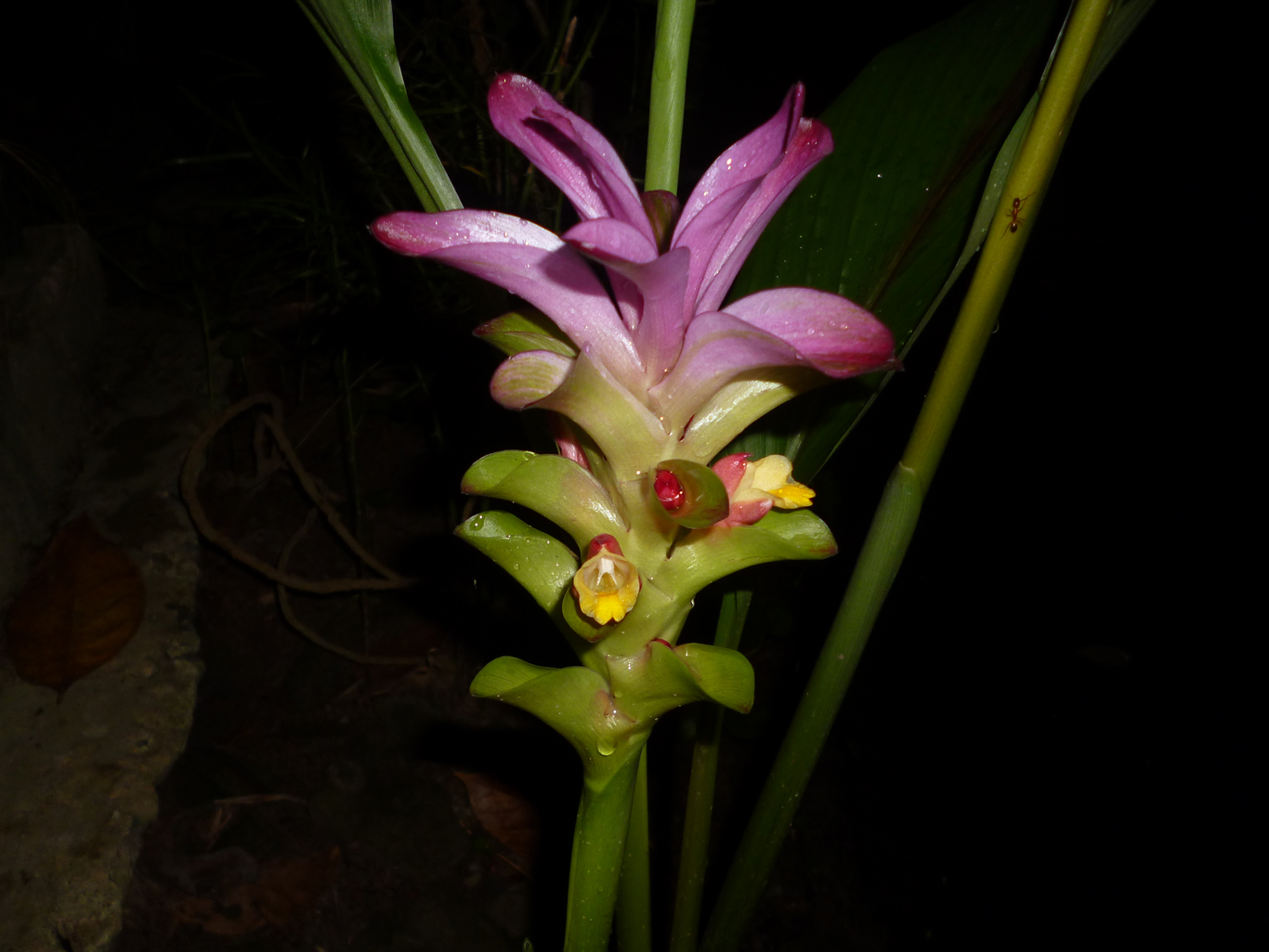 White Turmeric - Haran Kaha | SL Flora