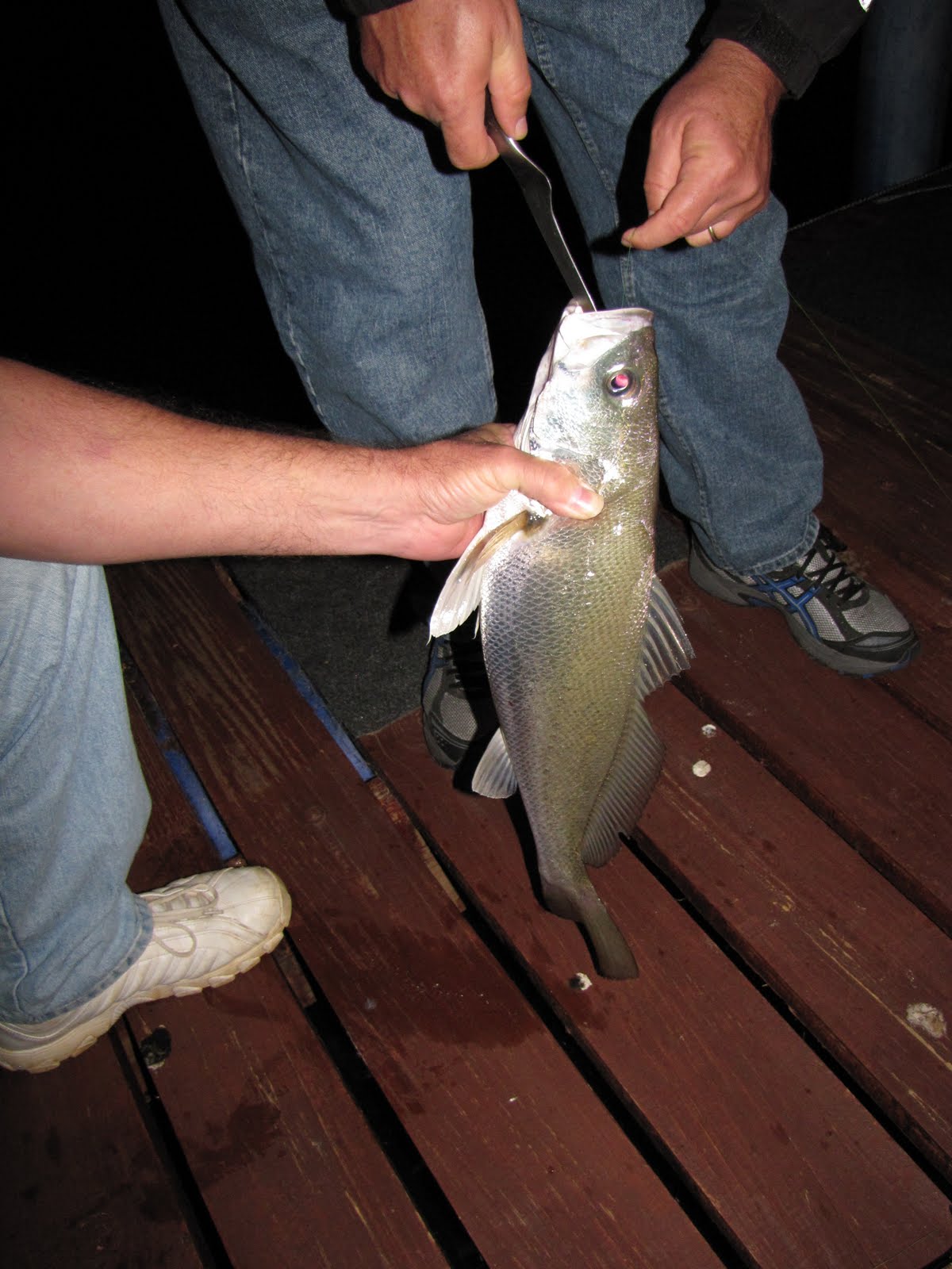 a life on mission: Tommy caught a Cobb Fish in the Sundays River