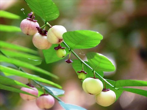 Khasiat Sayur Pucuk Manis Suatu Perjalanan