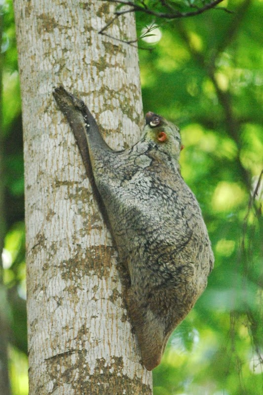 Singapore Wild Animals: Colugo