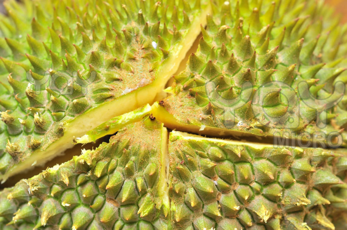 Durian in Jambi