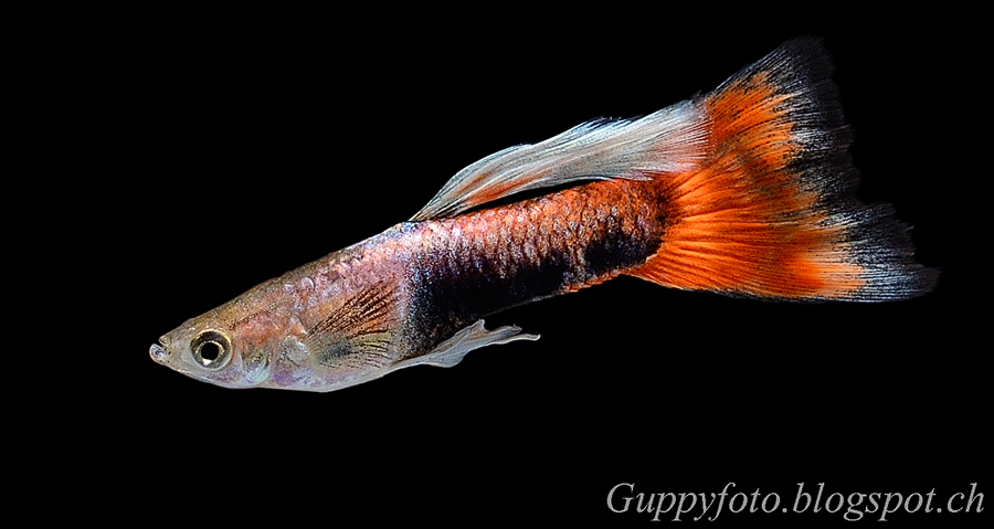 Guppyfoto: F1: Red Scarlet Endler male x Albino halfblack white female ...