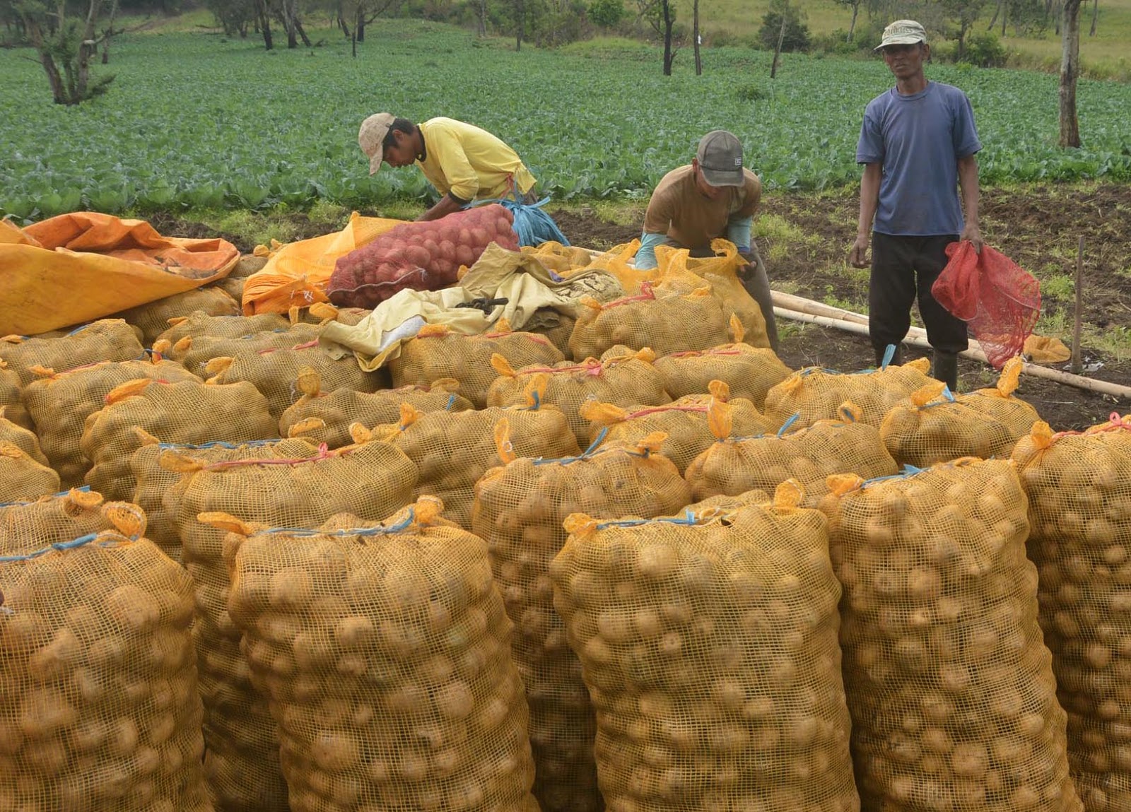Pertanian & Perikanan - Fungsi Waring Sayur Yang Harus Diketahui ...