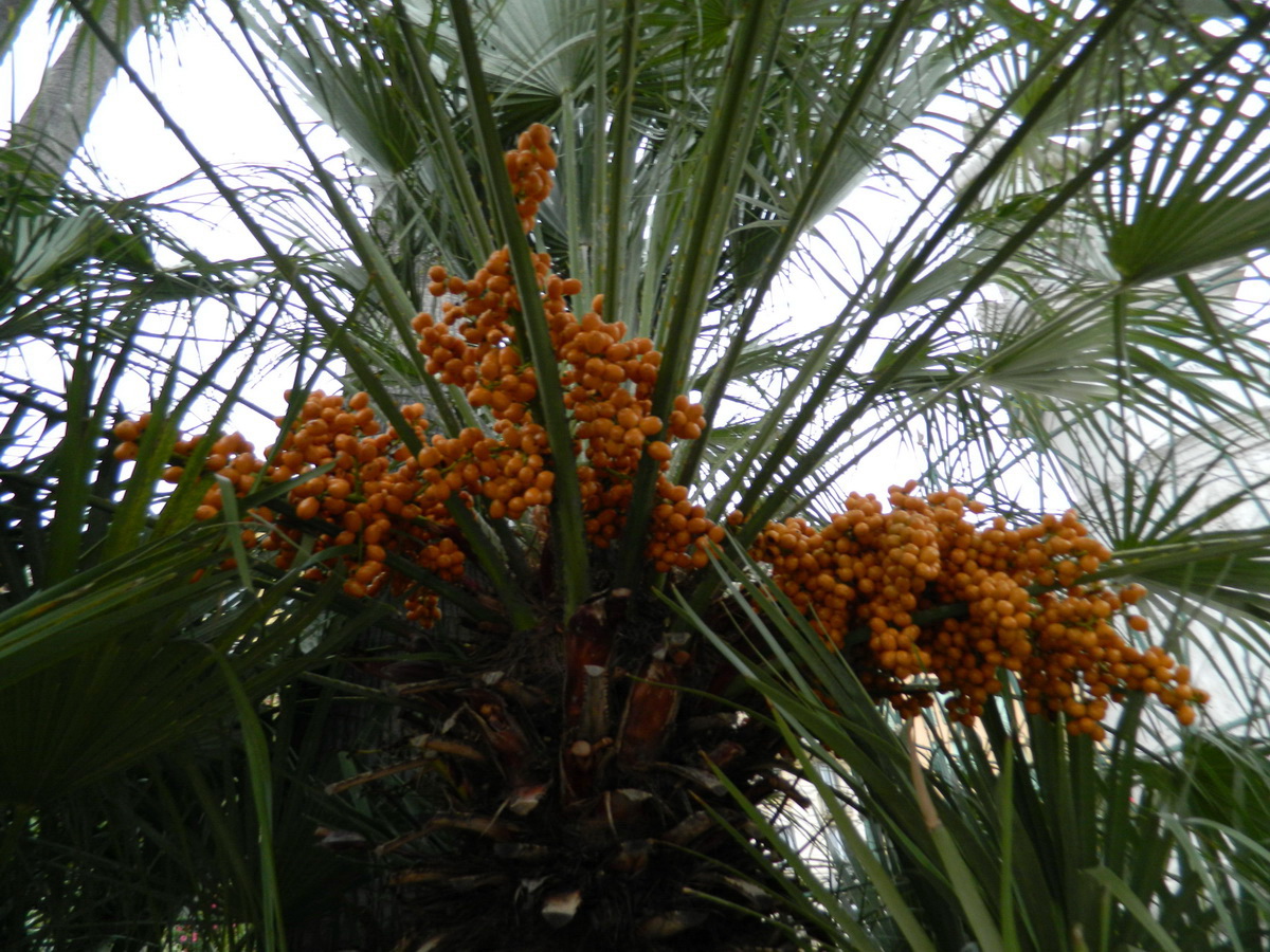 LA MULTI ANI, ROMANIA!: Fructe de palmier