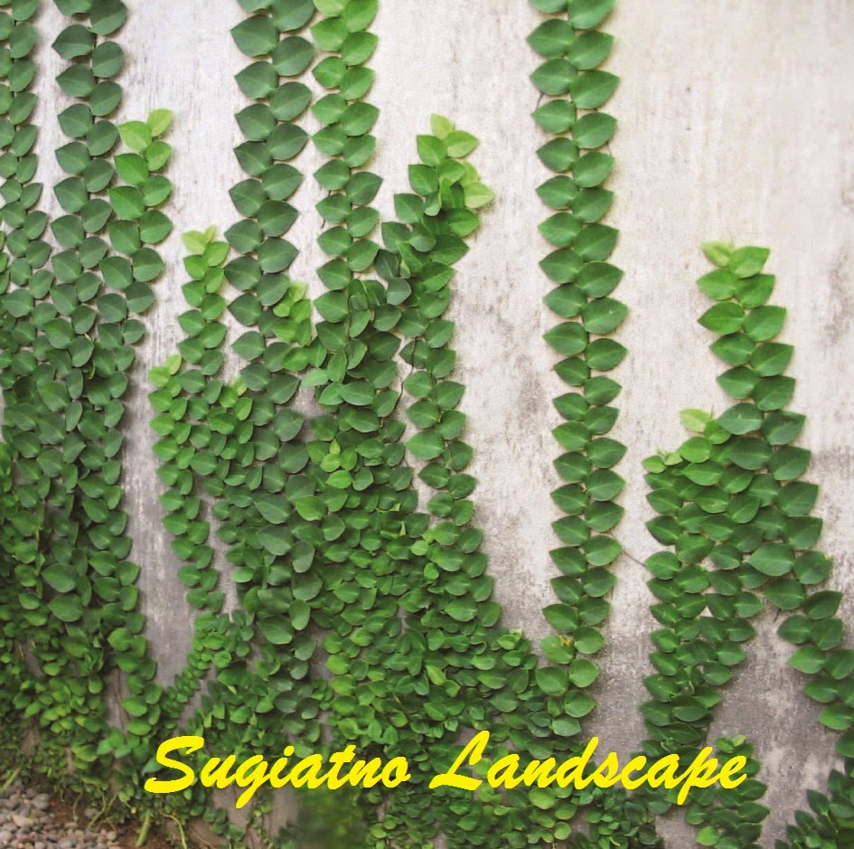 Tanaman rambat | memilih aneka tanaman rambat yang kuat | Tukang Taman