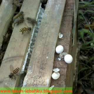 Hama pengganggu lebah madu | Ternak Klanceng & Lebah Madu di solo jawa ...
