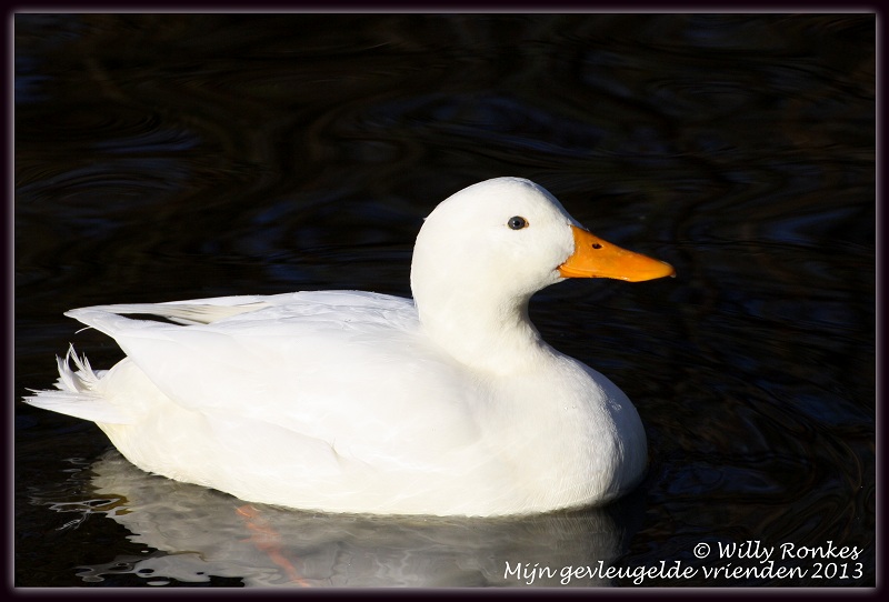 Mijn gevederde vrienden: Tamme eend (witte kwaker)
