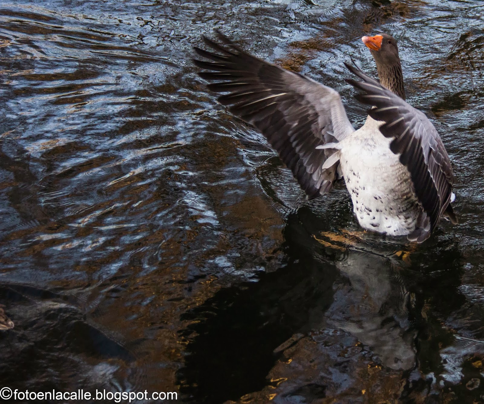 Foto en la Calle: En la Pradera de Benavente