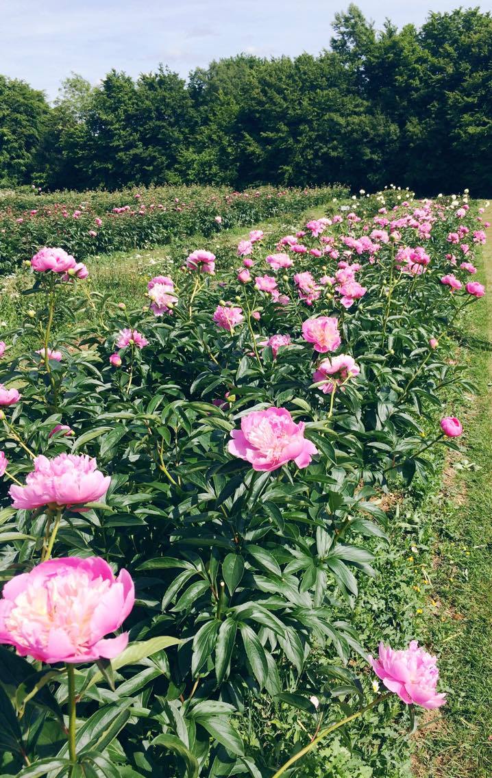 fields of peonies | by jaymie