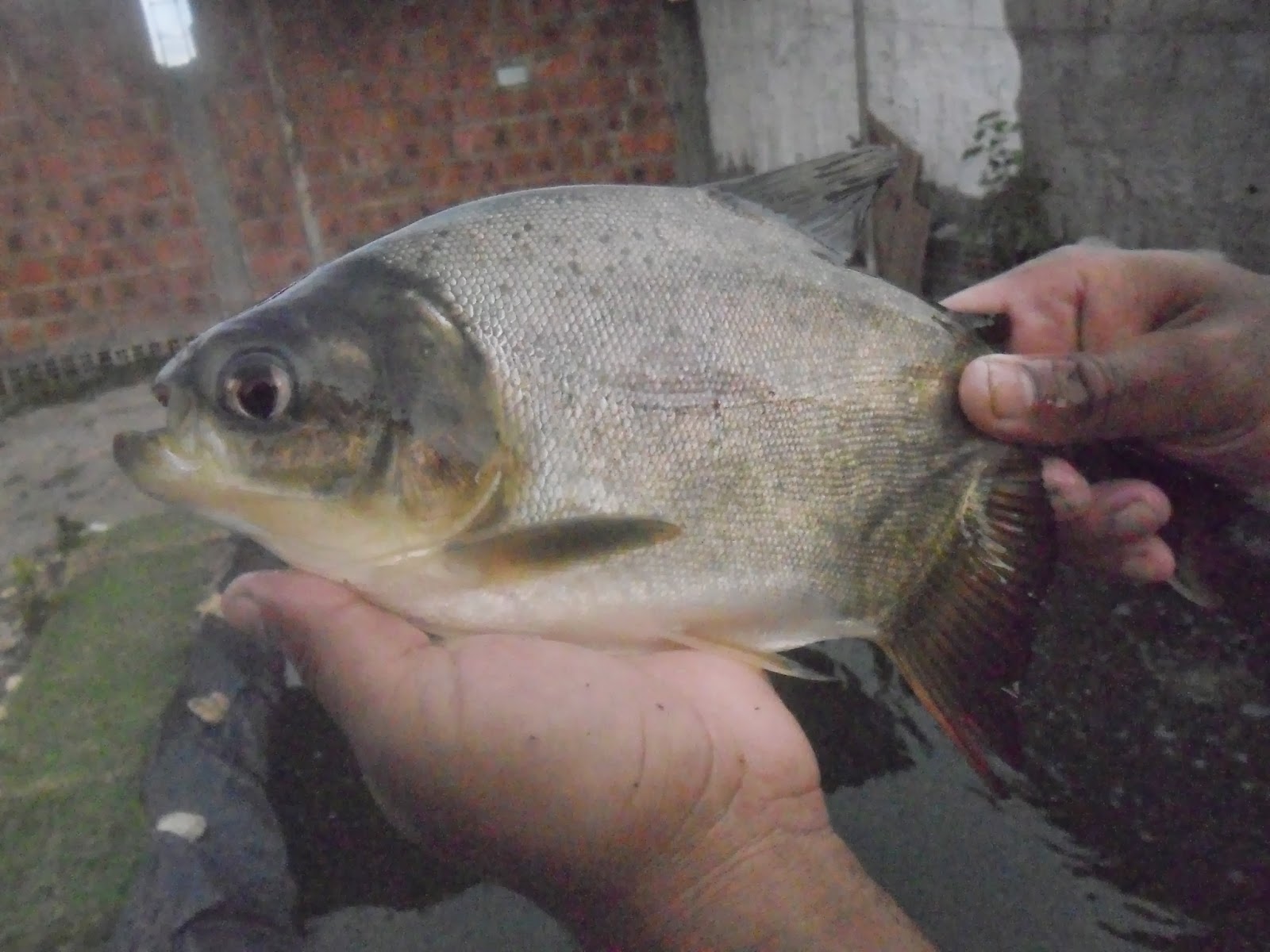 CRIAÇÃO DE TAMBAQUI E TILÁPIAS EM TANQUES DE LONA - BRASIL AQUARISMO