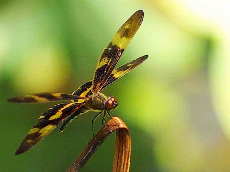 Ryukyu Life: Dragonfly: The Okinawa Cho-tombo (オキナワチョウトンボ‏)