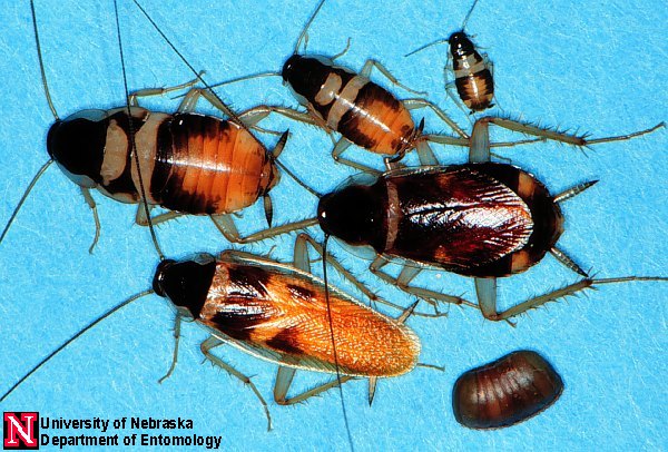 Arab Pest Control: Brown-banded cockroach