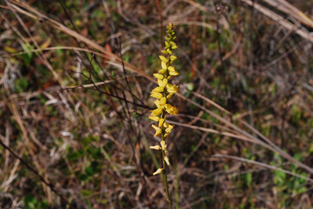 Space Coast Wildflowers: Wickham Park: Inventory, April 27, 2011