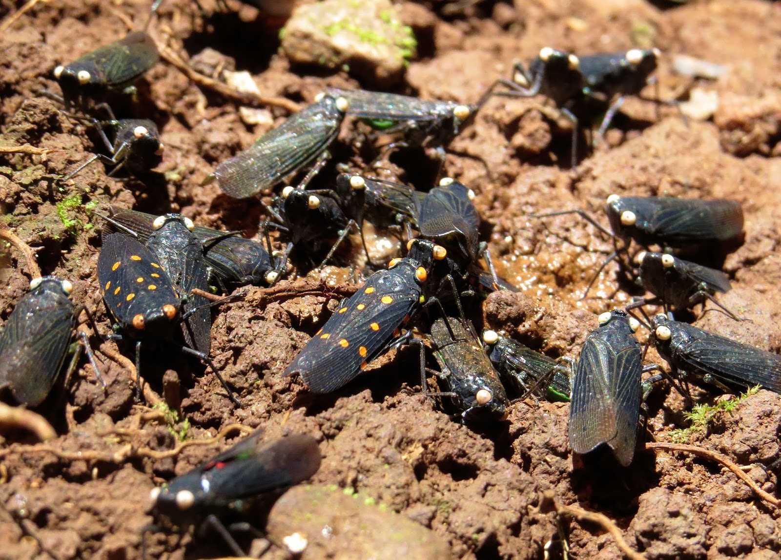 'Mud-puddling' planthoppers a first