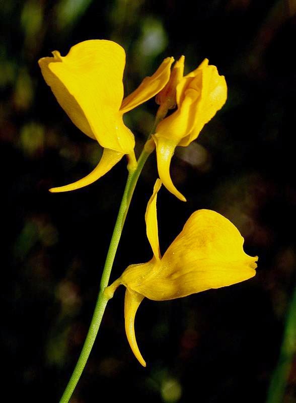 O Botânico Carnívoro : As Armadilhas Aquáticas da Família Lentibulariaceae