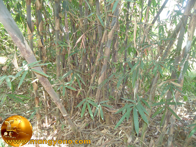 Bambu Tali (Gigantochloa apus )