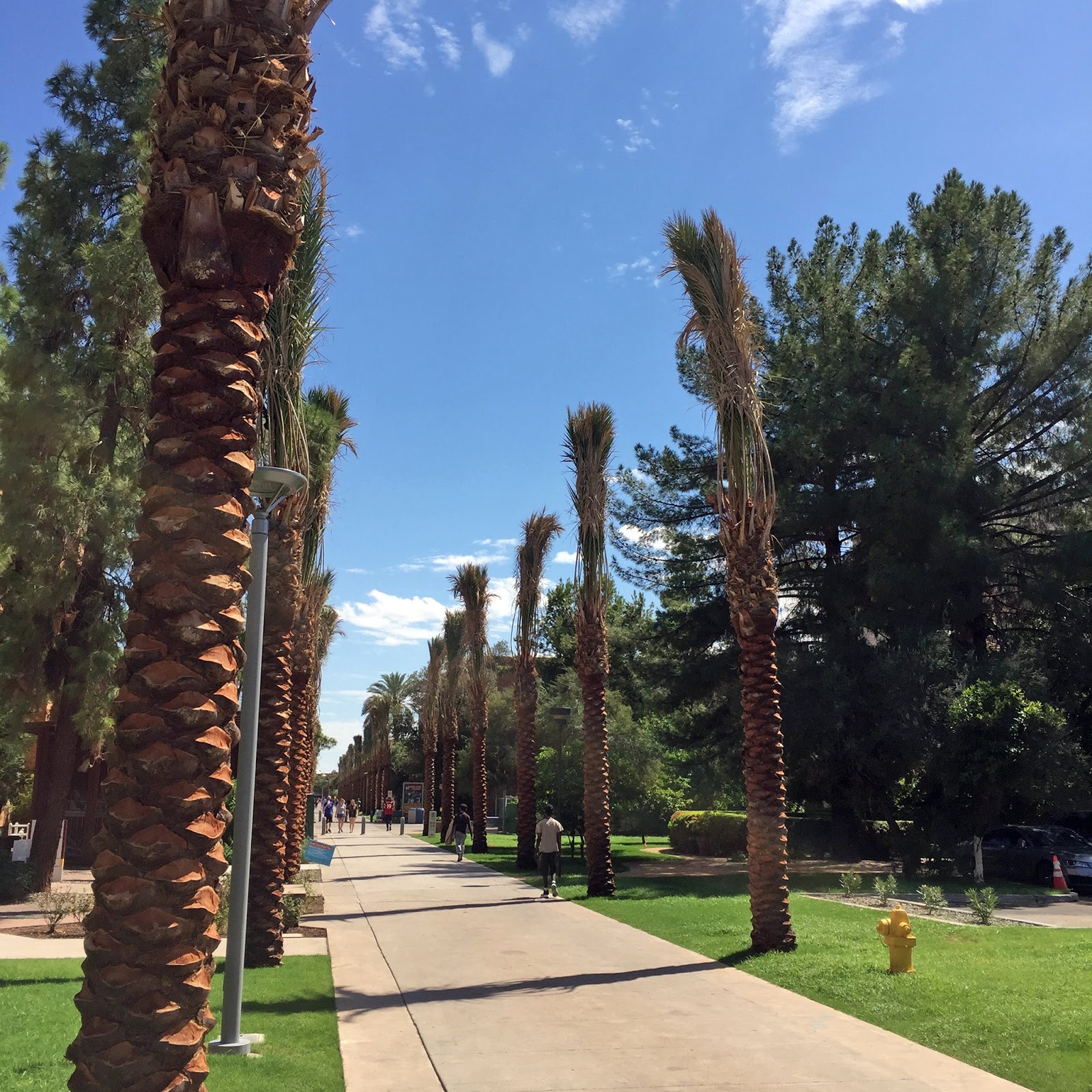 History Adventuring: Why there are new palm trees along Palm Walk at ASU