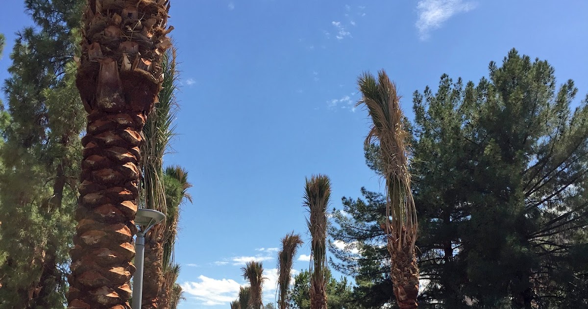 History Adventuring: Why there are new palm trees along Palm Walk at ASU