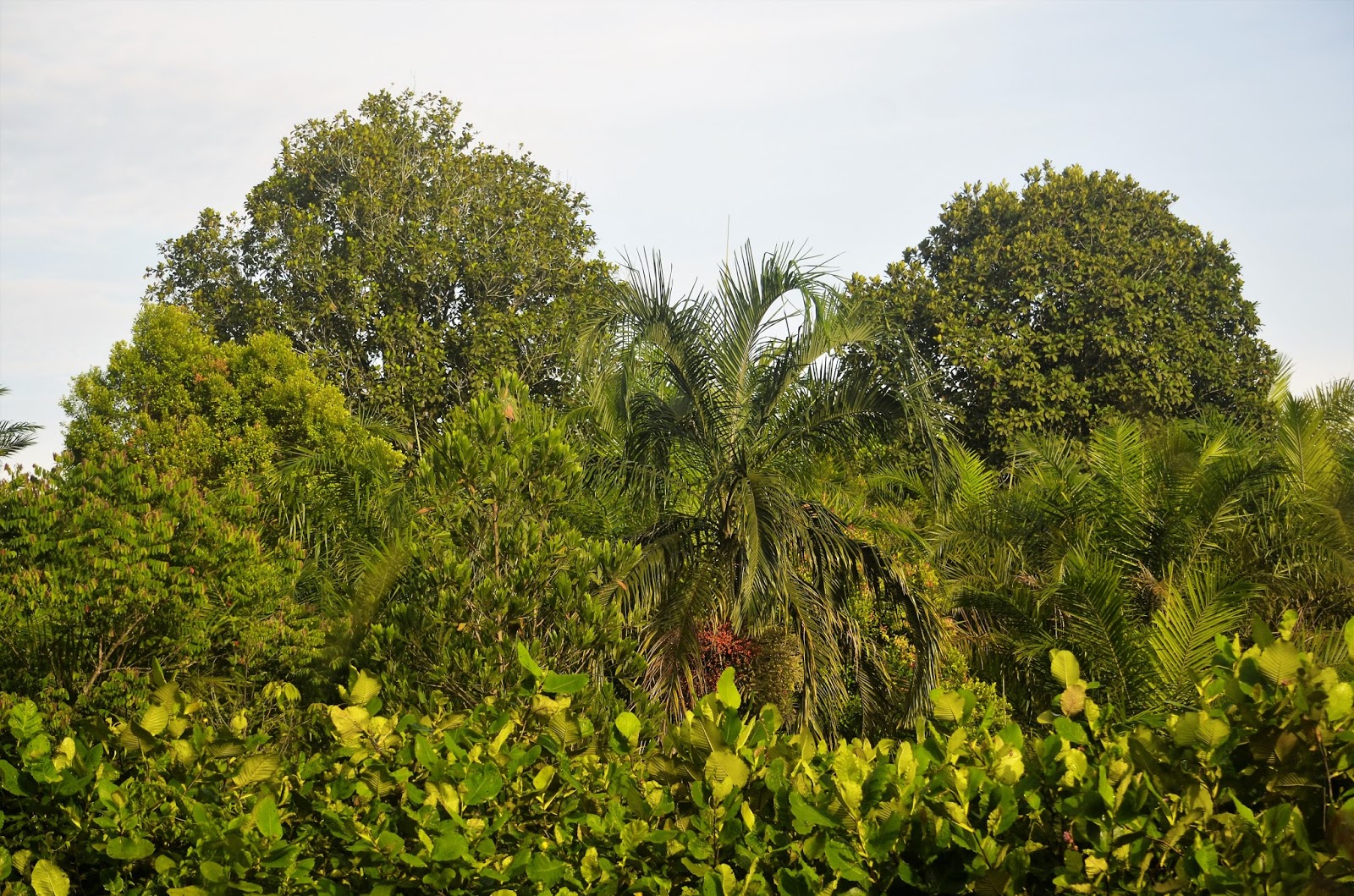 The Kambatik Park, Bintulu.: The versatile and functional 'Simpoh Air'