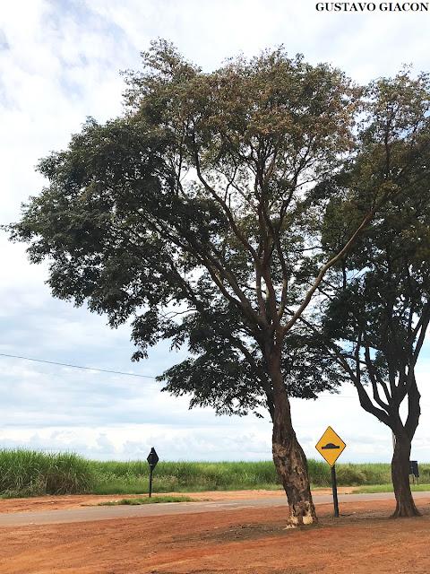Viveiro Ciprest - Plantas Nativas e Exóticas: Amburana ou Cerejeira da ...