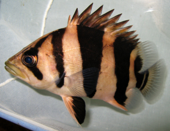 The Beauty of Underwater: Tigerfish aka Datnoid aka Datz