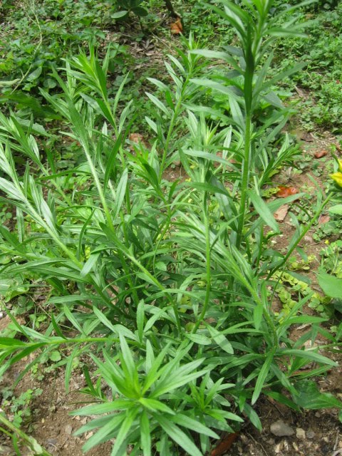 My Lovely Weeds: I gave these things a fighting chance. But it's now ...