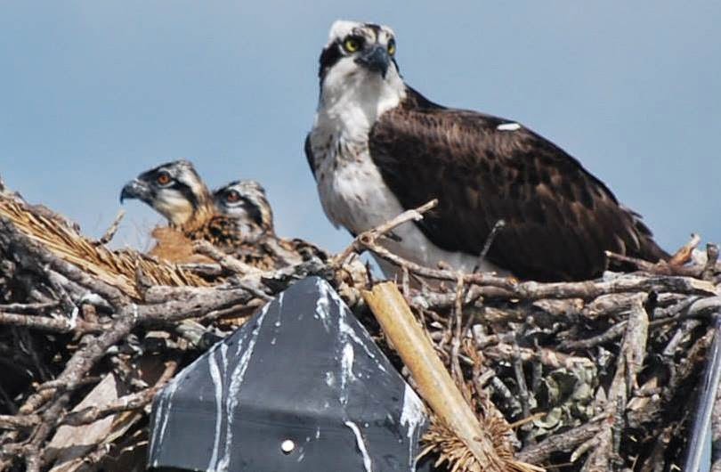 Josh Higham Florida field course