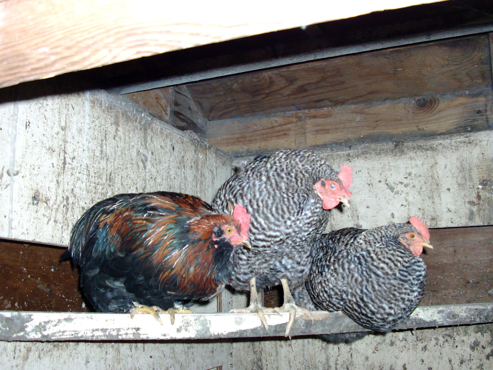 Wildwood Country Acres: Goodnight Chickens, Goodnight Ducks