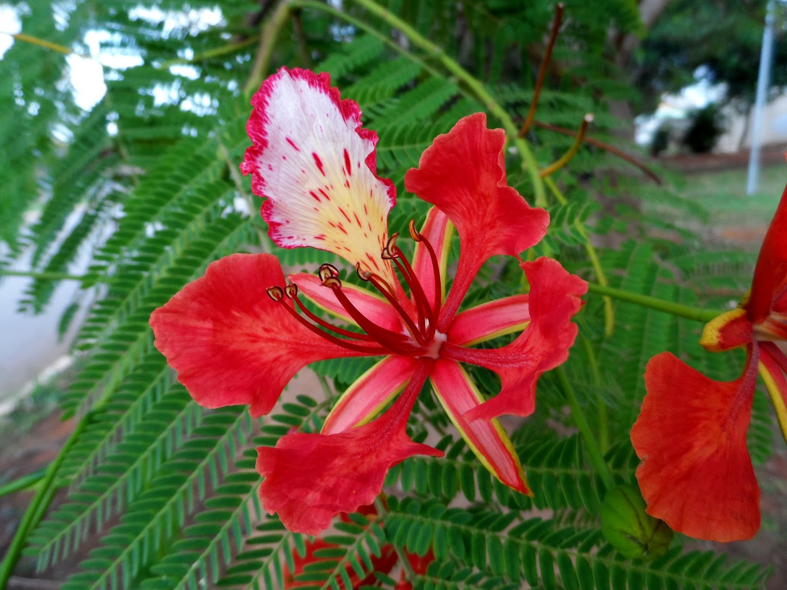 Flamboyant [Delonix regia (Bojer ex Hook.) Raf. | A planta da vez