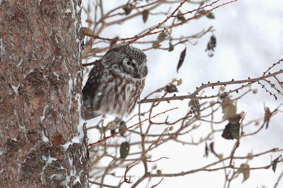 The Bruce Mactavish Newfoundland Birding Blog: Boreal Owl Interlude