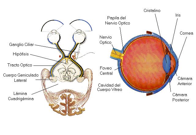UNA FORMACIÓN DESCONOCIDA: LA CODIFICACIÓN CLÍNICA: ANATOMÍA DEL OJO