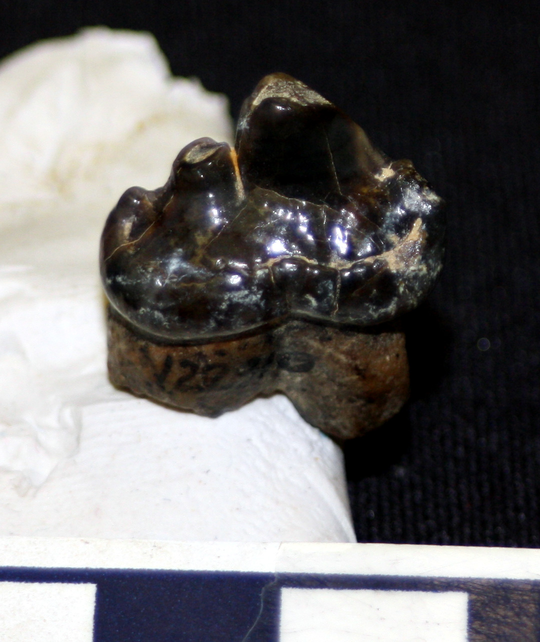 The Coastal Paleontologist, atlantic edition: Southern California ...