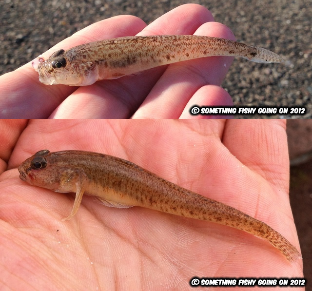 Something Fishy Going On: An idiot's guide to U.K. goby identification.