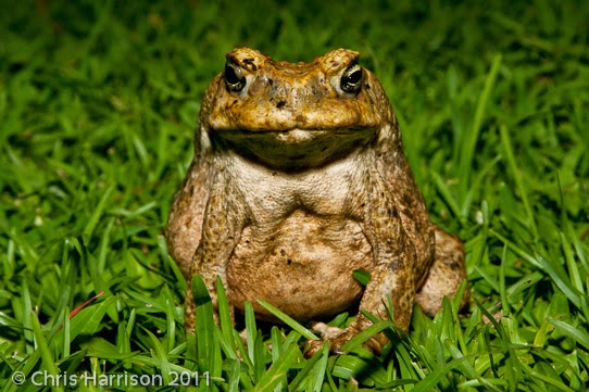 Frog Blog: Cane ToadRhinella marina