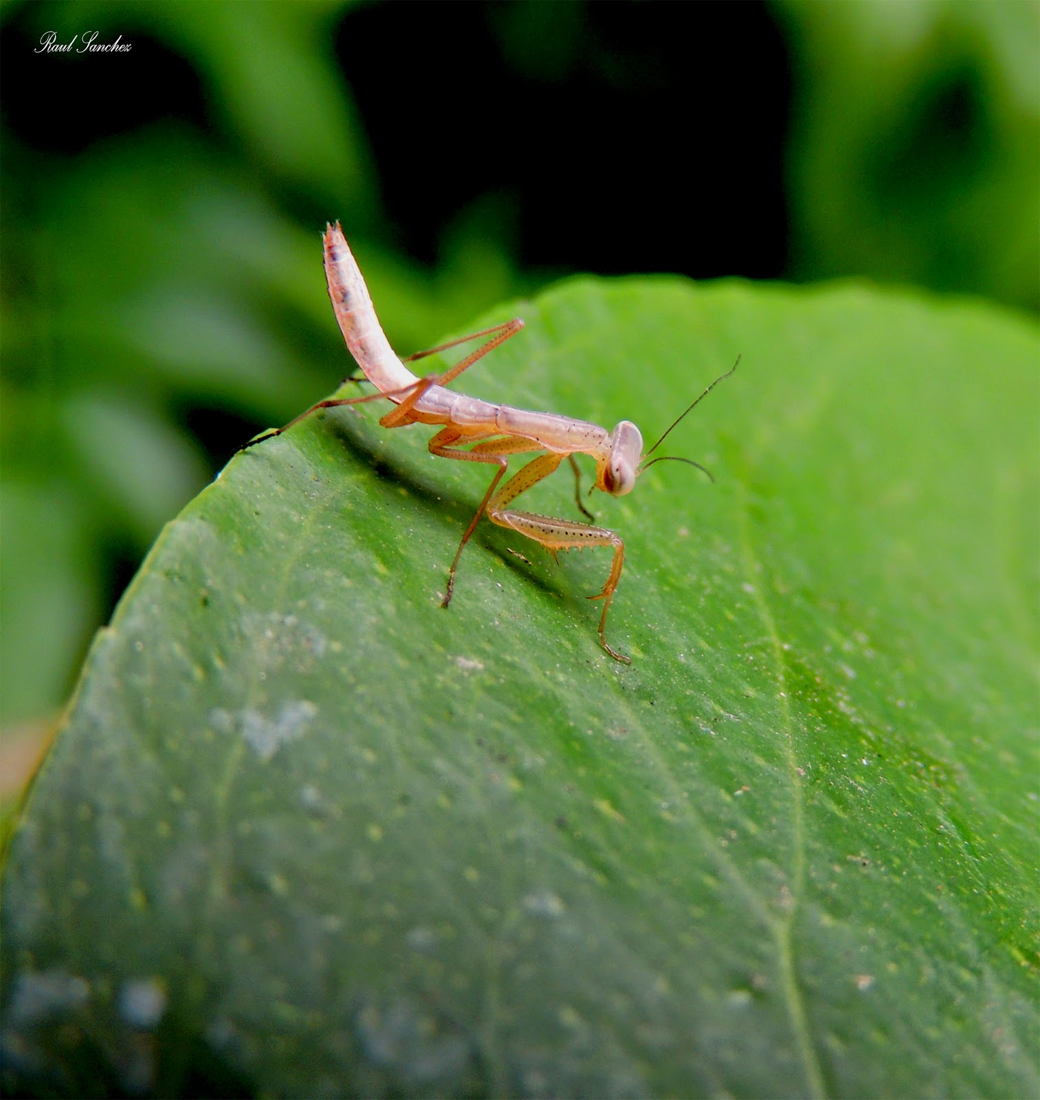 Naturaleza Viva : Mantis religiosa ( mantis religuiosa )